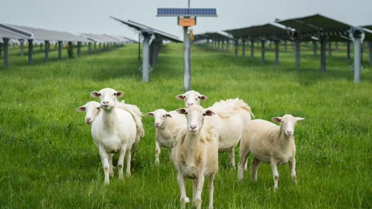 Wind and solar power can generate vital profits for Texas’ dwindling ...